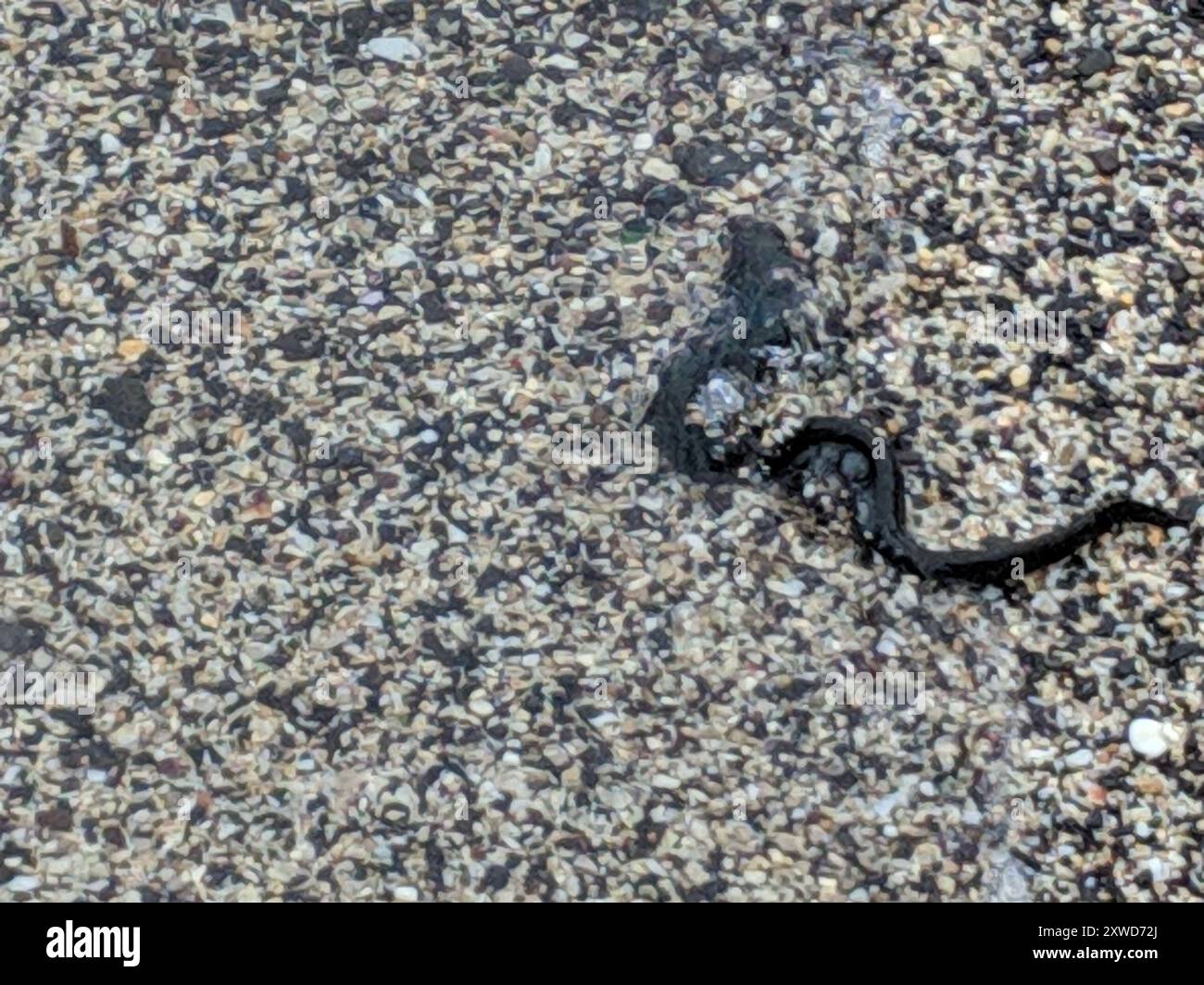 Ray-finned Fishes (Actinopterygii) Actinopterygii Stock Photo - Alamy