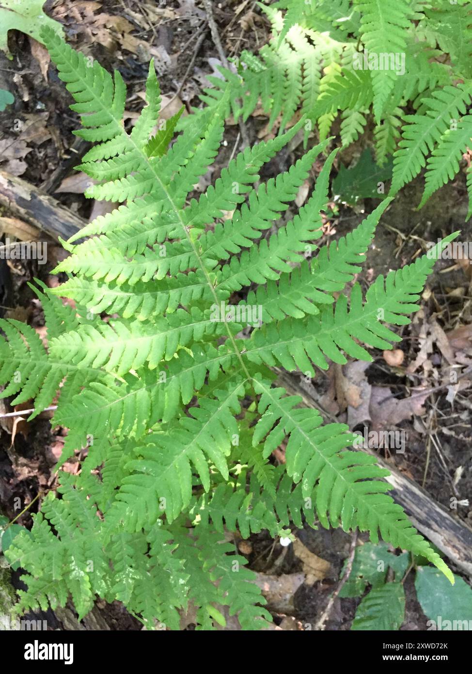 broad beech fern (Phegopteris hexagonoptera) Plantae Stock Photo - Alamy