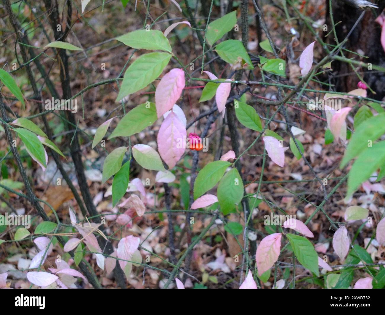 Warty-barked Spindle (Euonymus verrucosus) Plantae Stock Photo - Alamy