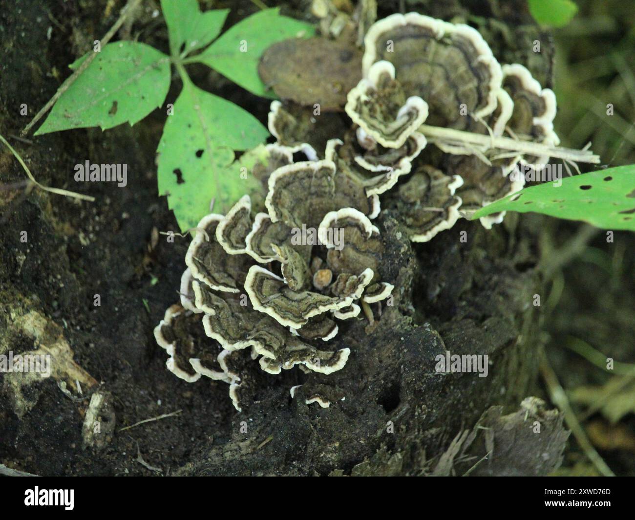 turkey-tail (Trametes versicolor) Fungi Stock Photo - Alamy