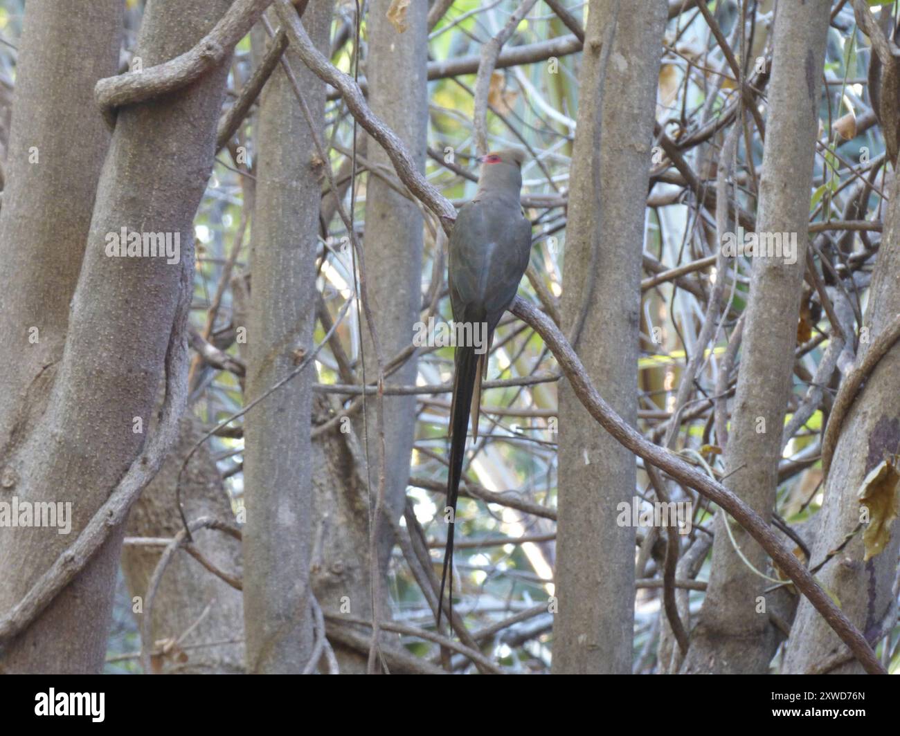 Common Redface Mousebird (Urocolius indicus transvaalensis) Aves Stock ...