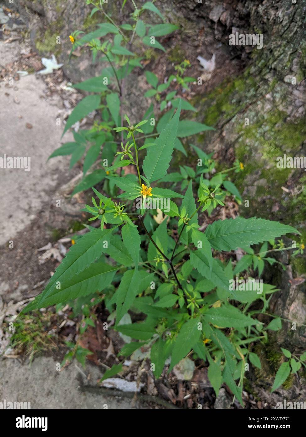 Devil's Beggarticks (Bidens frondosa) Plantae Stock Photo - Alamy