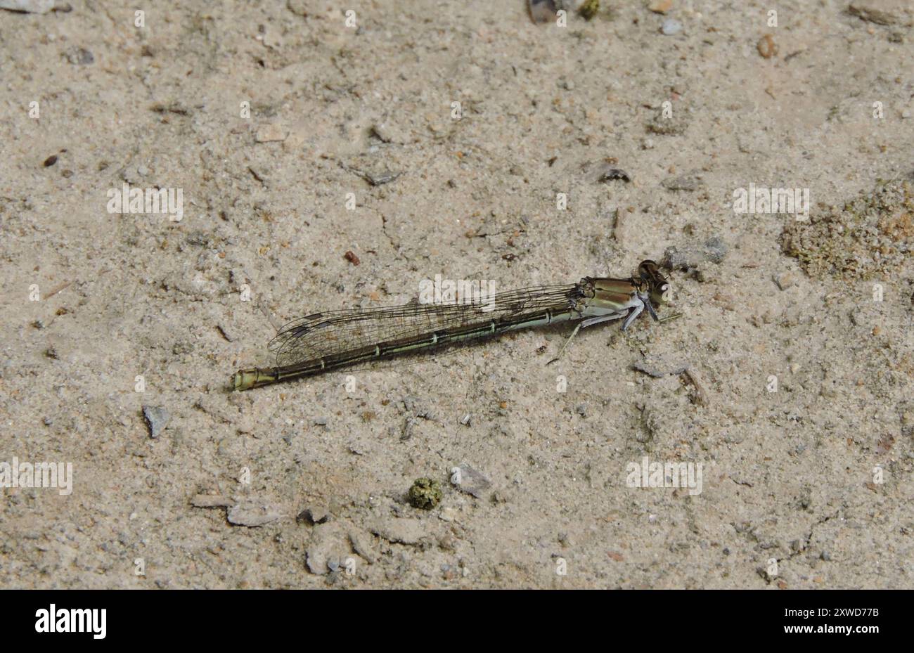 Powdered Dancer (Argia moesta) Insecta Stock Photo - Alamy