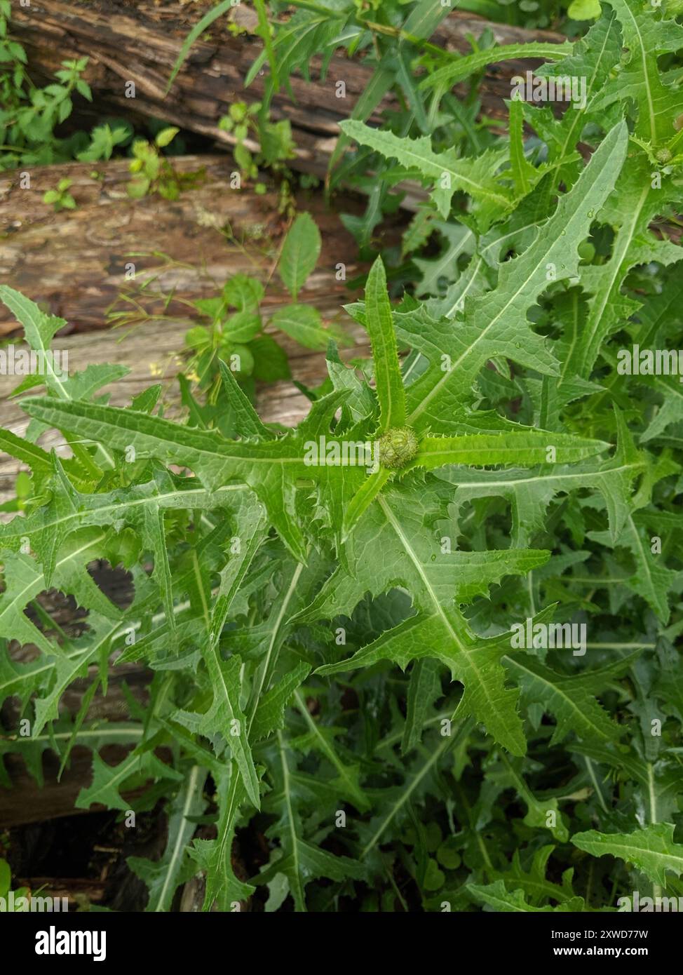 glandular field sowthistle (Sonchus arvensis arvensis) Plantae Stock ...