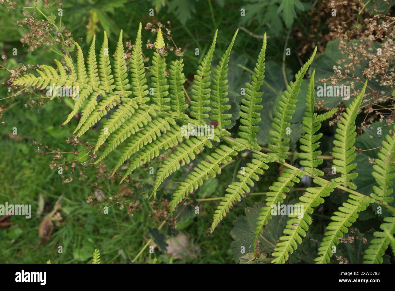 wood ferns (Dryopteris) Plantae Stock Photo - Alamy