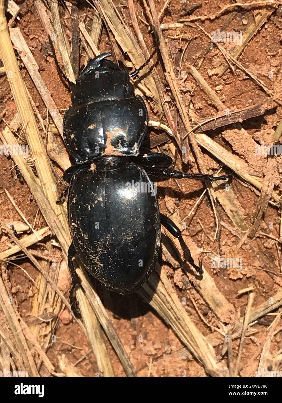 Warrior Beetles (Pasimachus) Insecta Stock Photo - Alamy