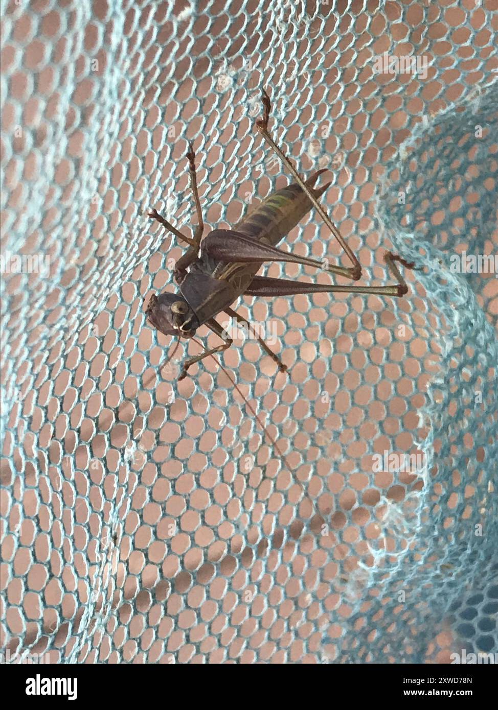 Shieldback Katydids (Tettigoniinae) Insecta Stock Photo - Alamy