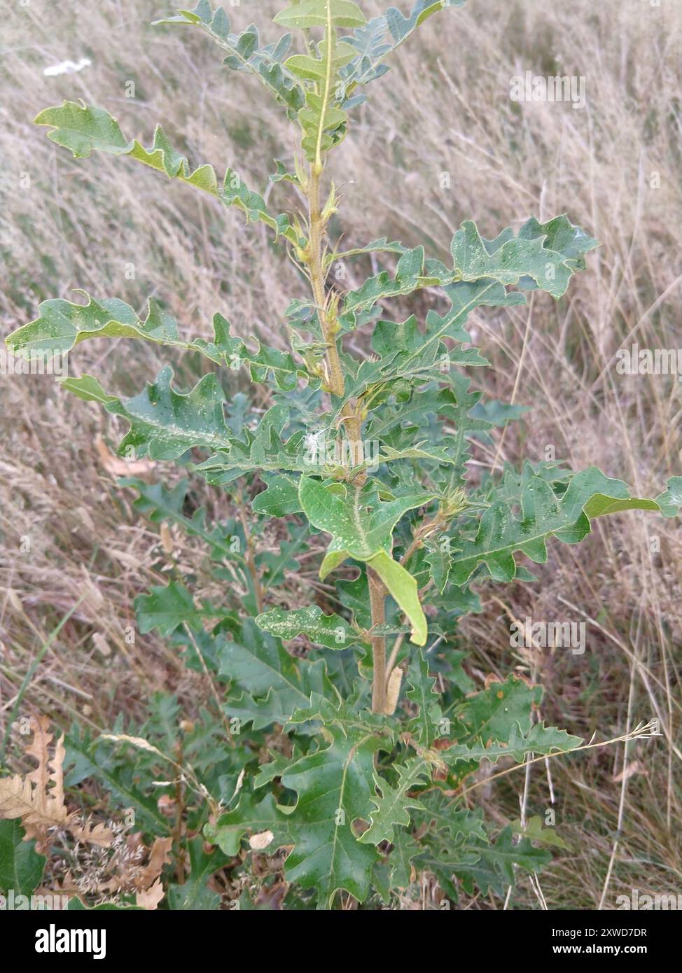 Turkey Oak (Quercus cerris) Plantae Stock Photo - Alamy