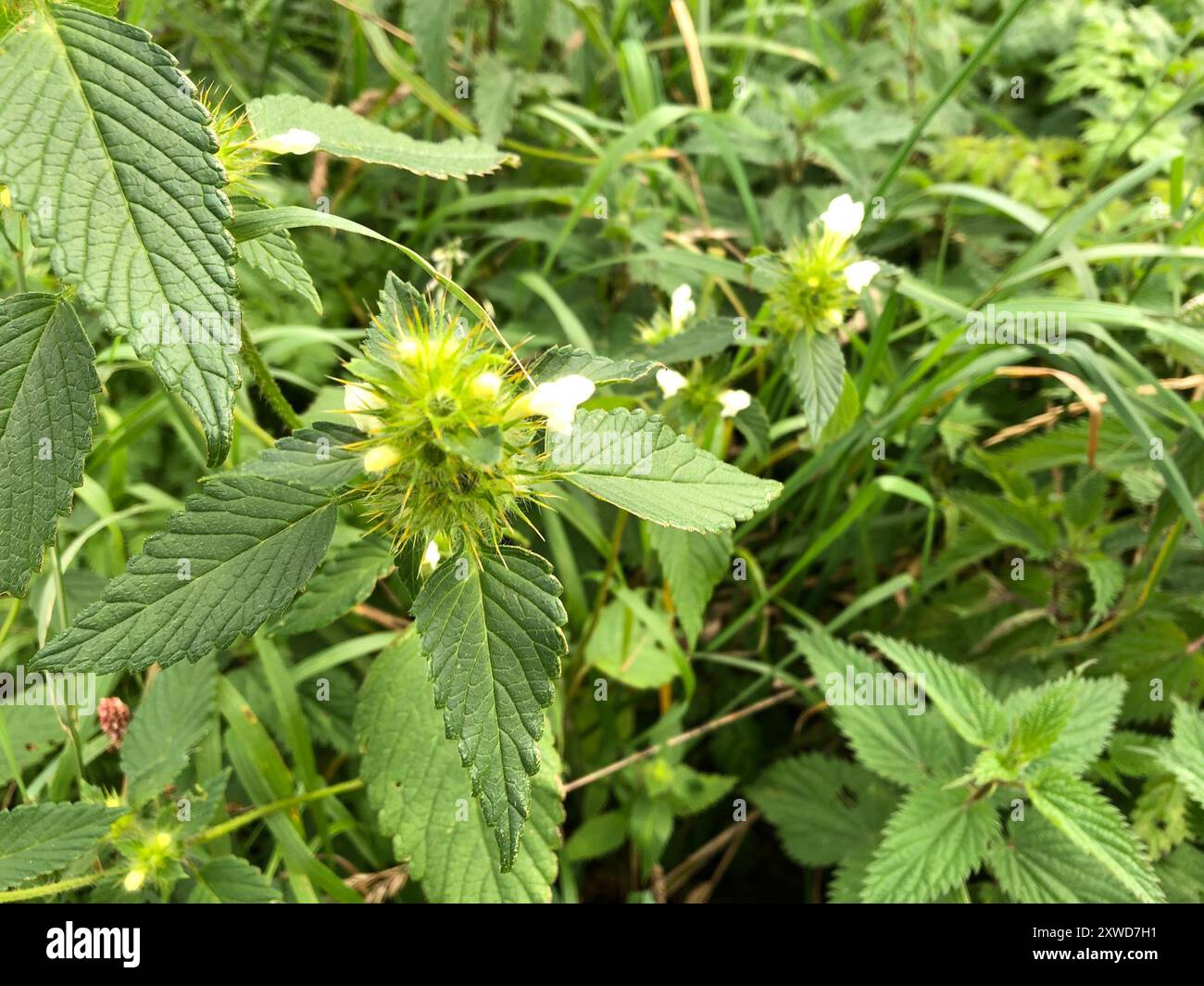 Common hemp-nettle (Galeopsis tetrahit) Plantae Stock Photo - Alamy
