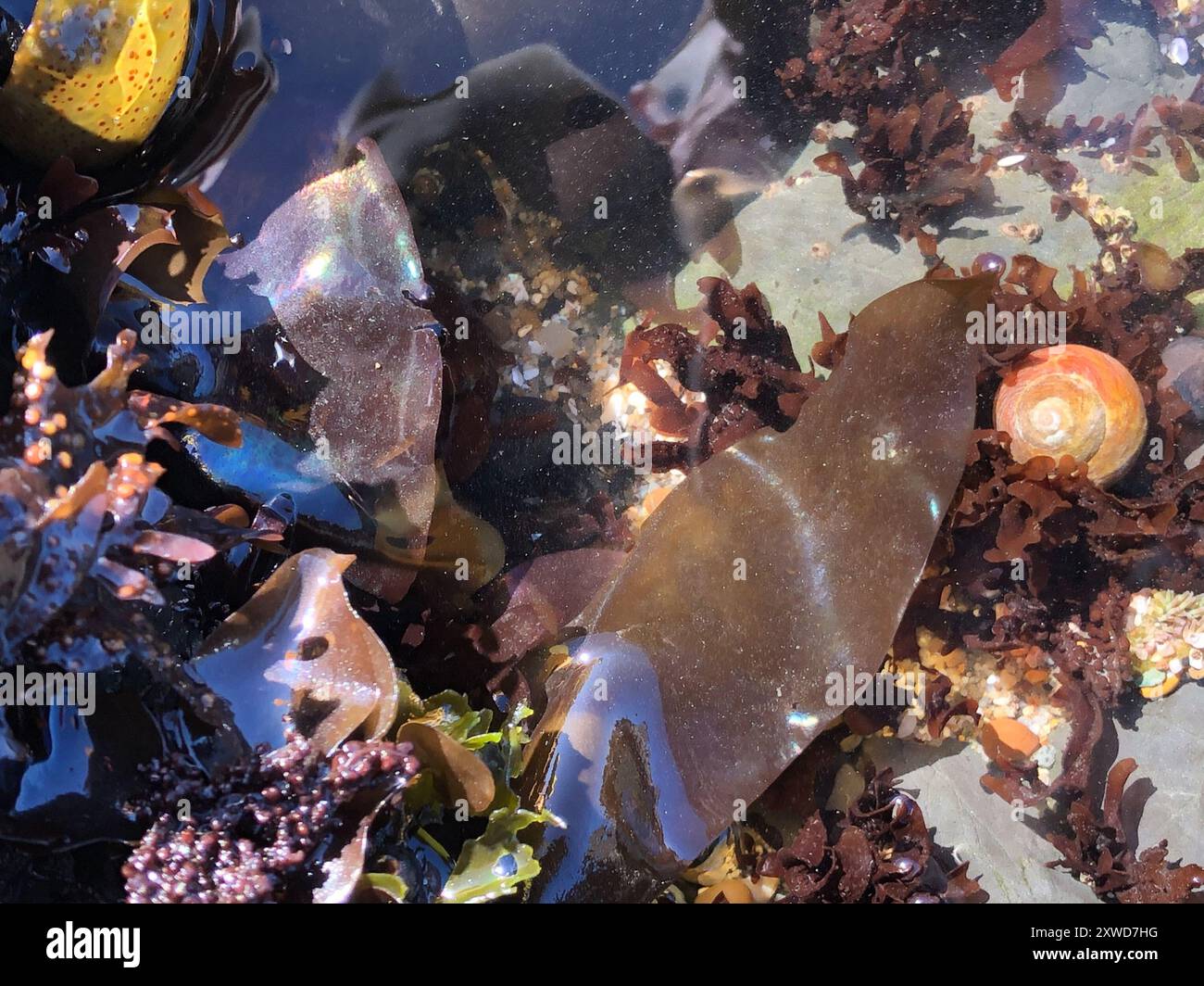 splendid iridescent seaweed (Mazzaella splendens) Plantae Stock Photo ...