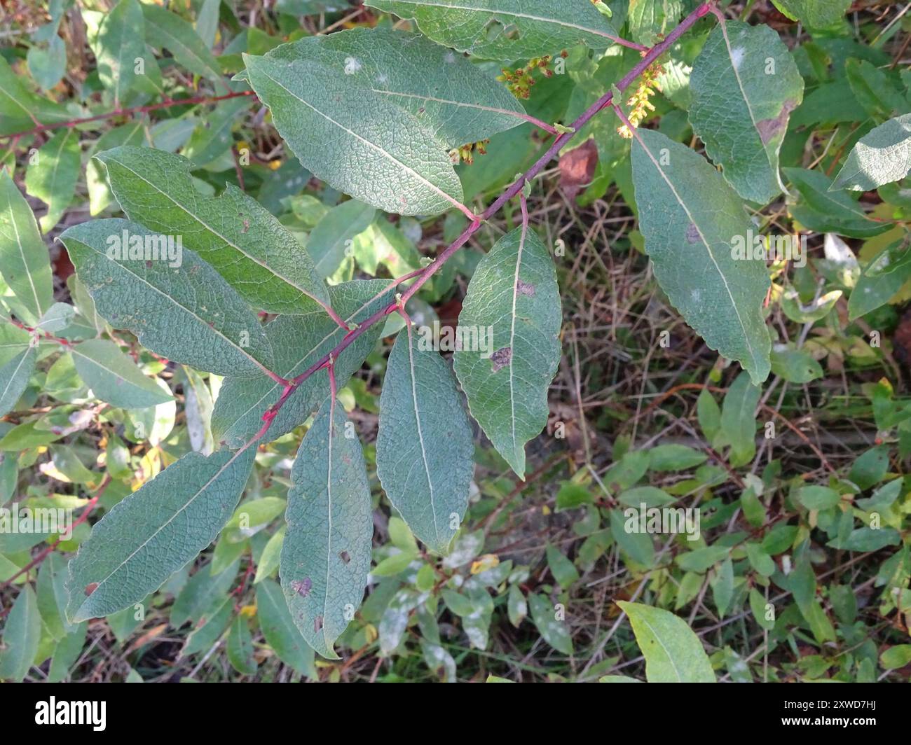 bebb's willow (Salix bebbiana) Plantae Stock Photo - Alamy