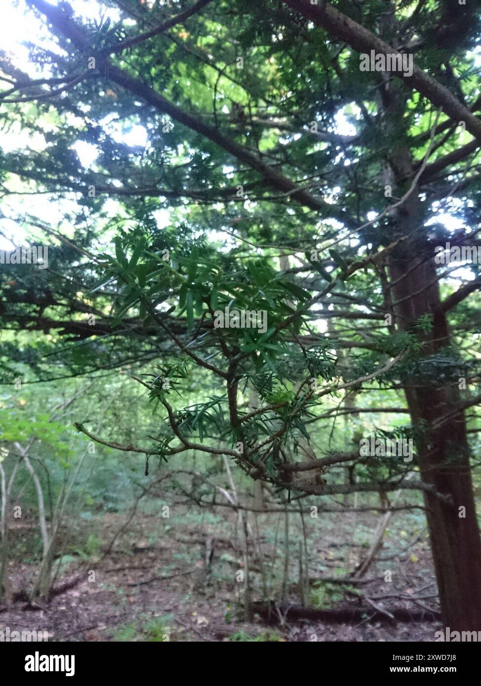 yews (Taxus) Plantae Stock Photo - Alamy