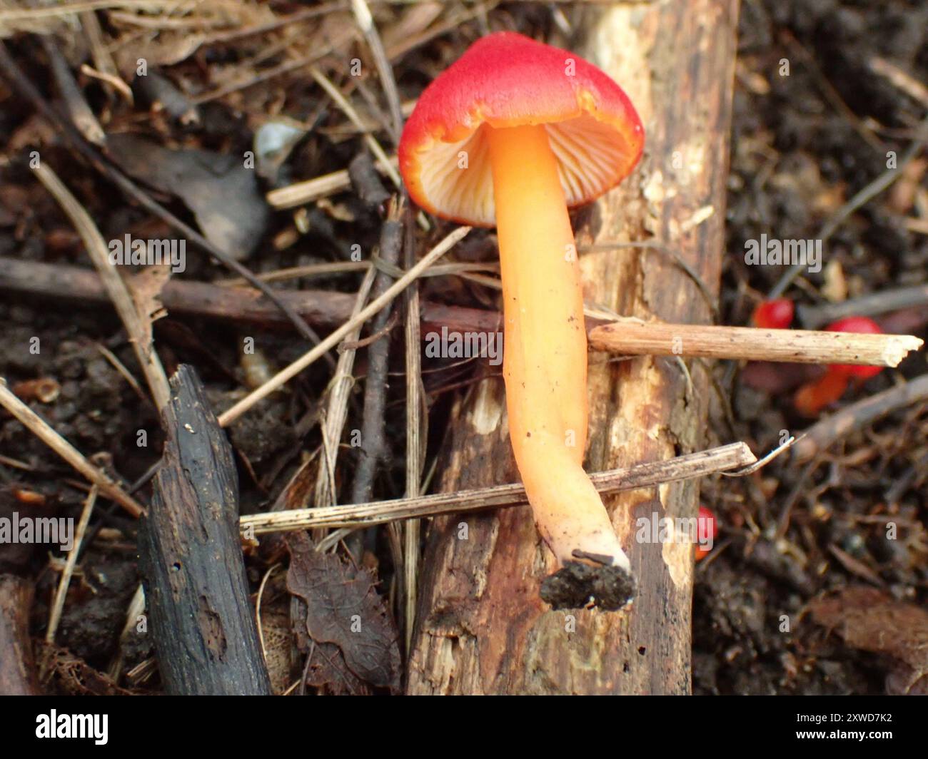 Scarlet Waxy Cap (Hygrocybe coccinea) Fungi Stock Photo - Alamy