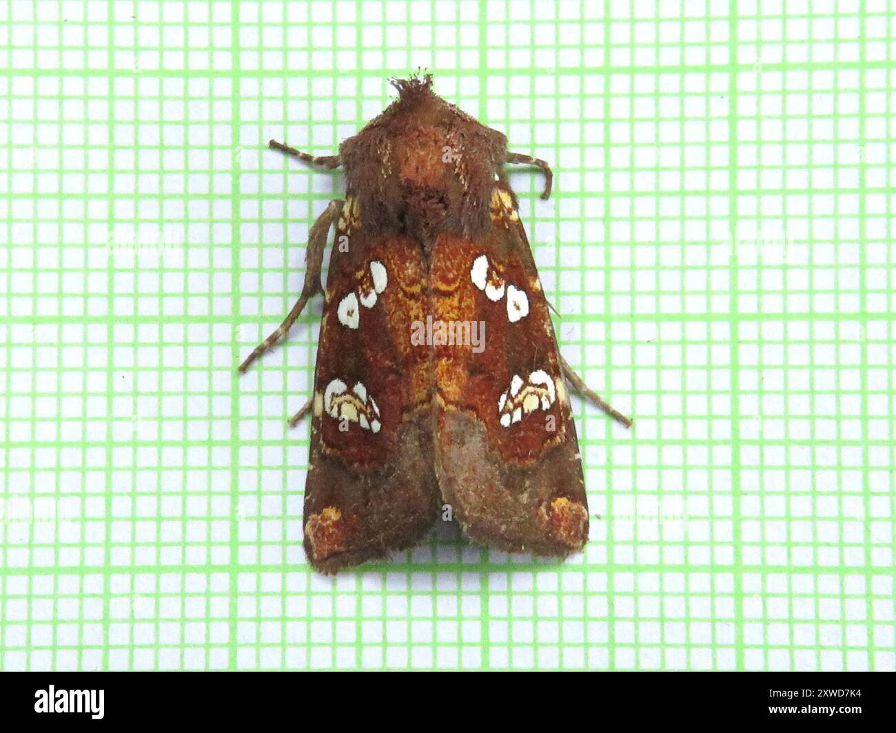 Turtle Head Borer Moth (Papaipema nepheleptena) Insecta Stock Photo - Alamy