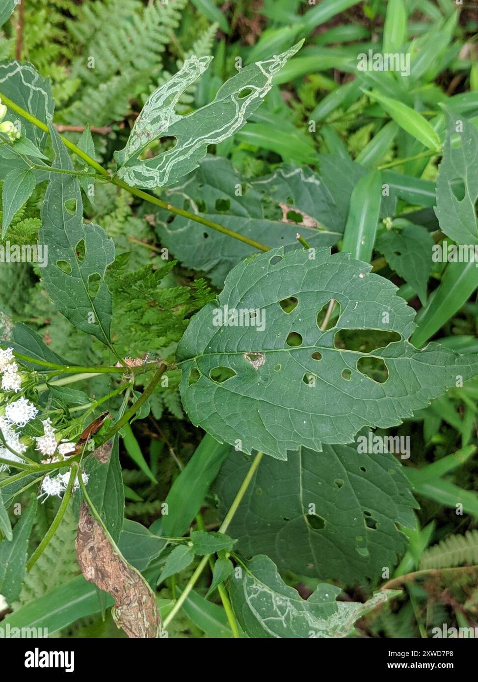 white snakeroot (Ageratina altissima) Plantae Stock Photo - Alamy