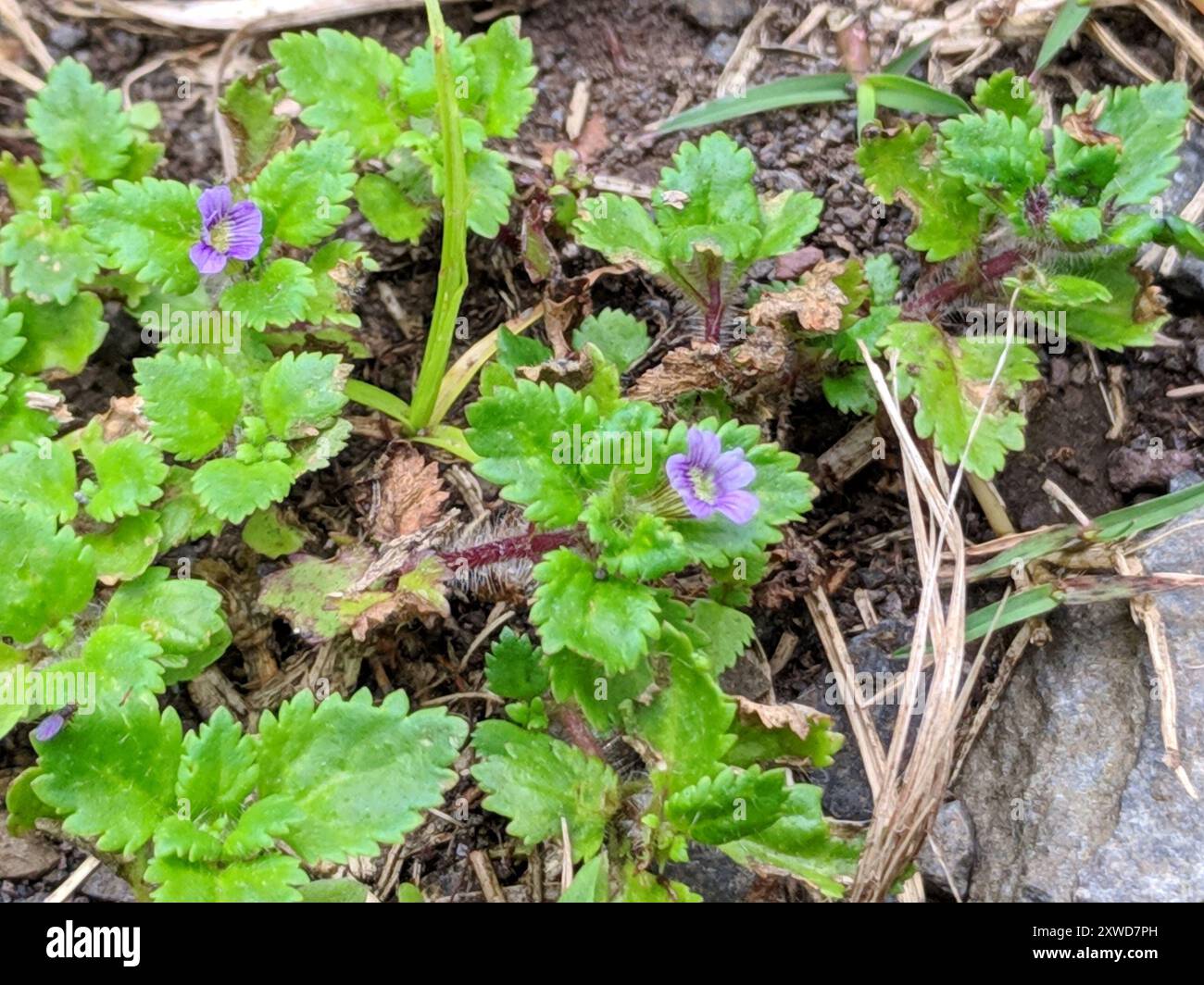 (Stemodia verticillata) Plantae Stock Photo - Alamy