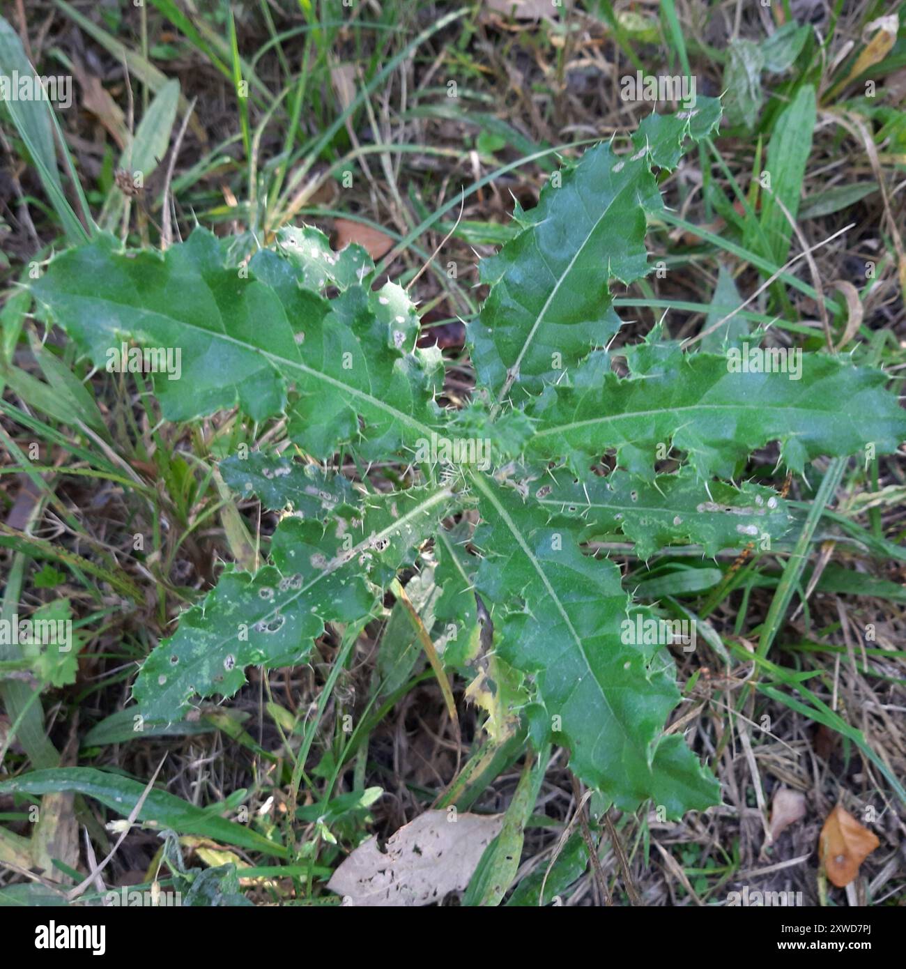 creeping thistle (Cirsium arvense) Plantae Stock Photo - Alamy