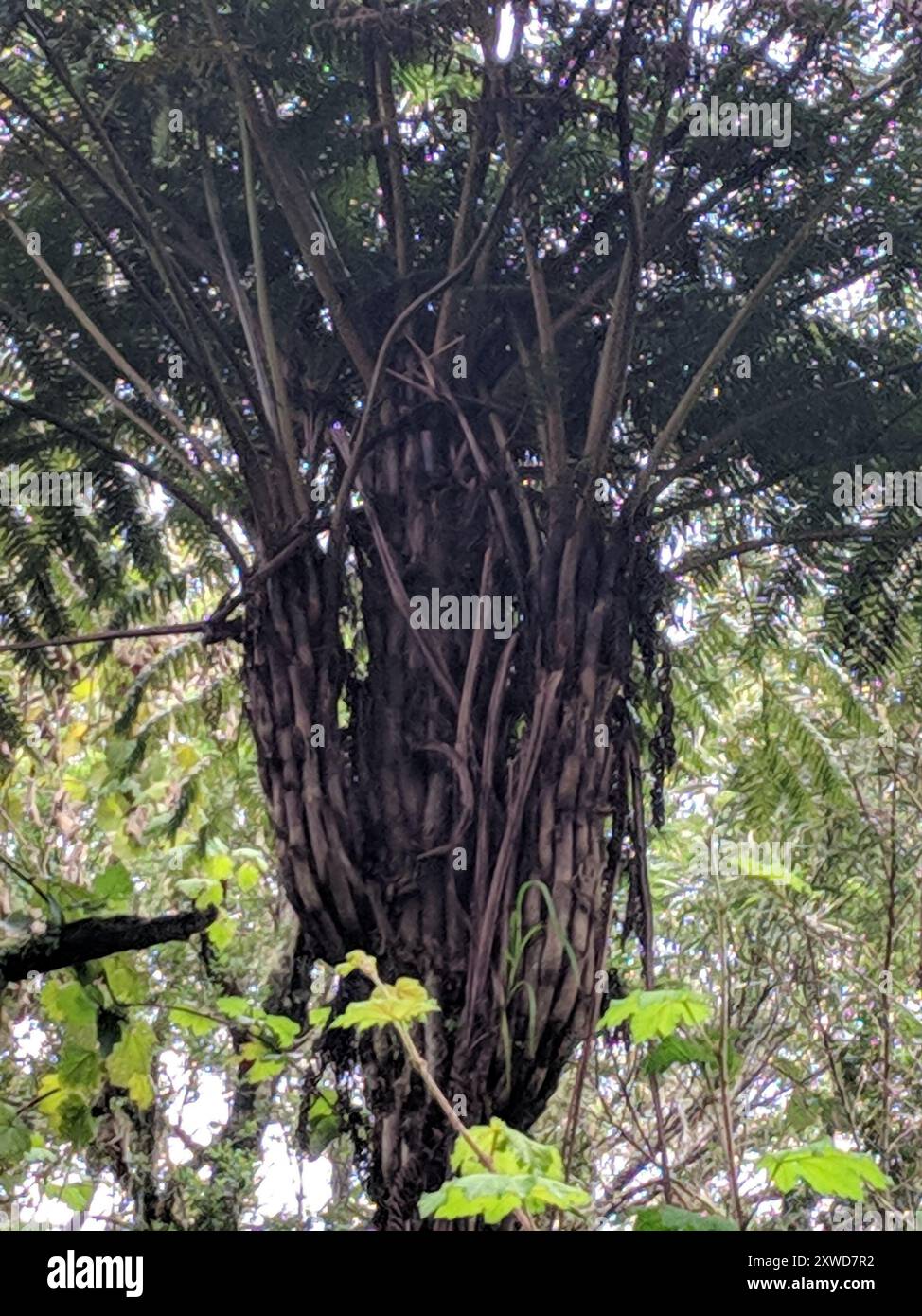 scaly tree ferns (Cyathea) Plantae Stock Photo - Alamy