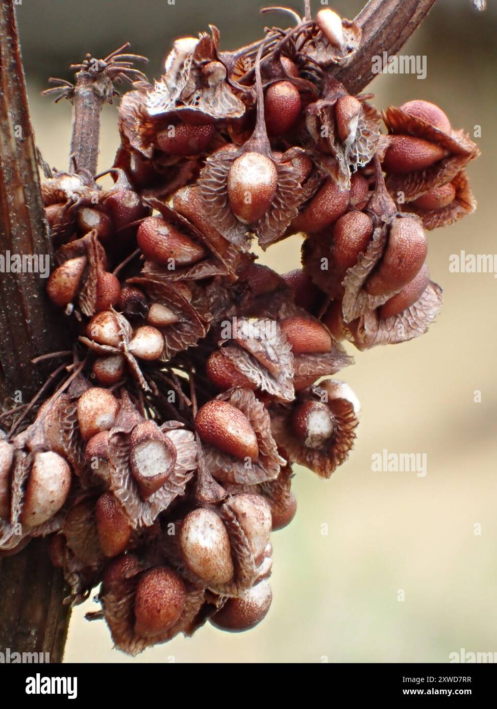 Japanese Dock (Rumex japonicus) Plantae Stock Photo - Alamy