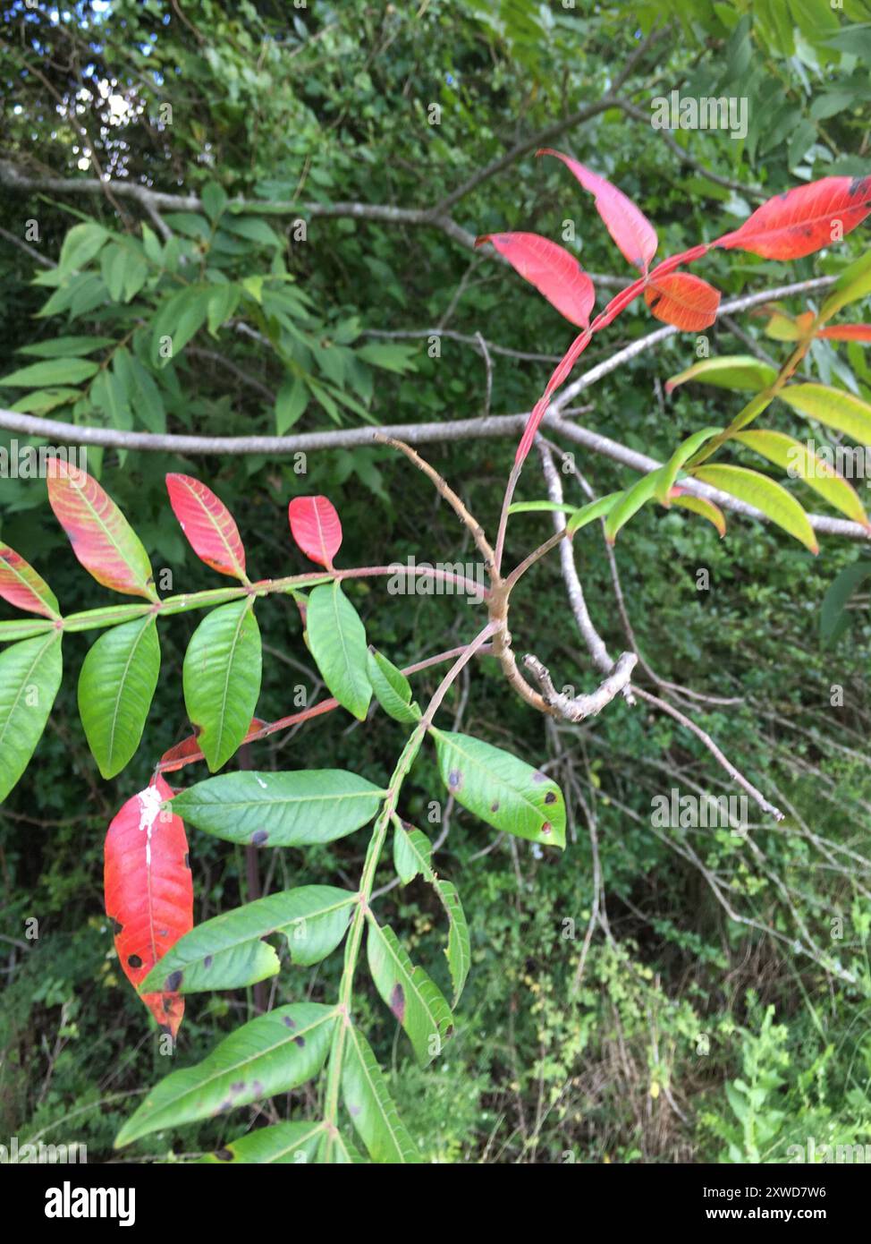 shining sumac (Rhus copallinum) Plantae Stock Photo - Alamy