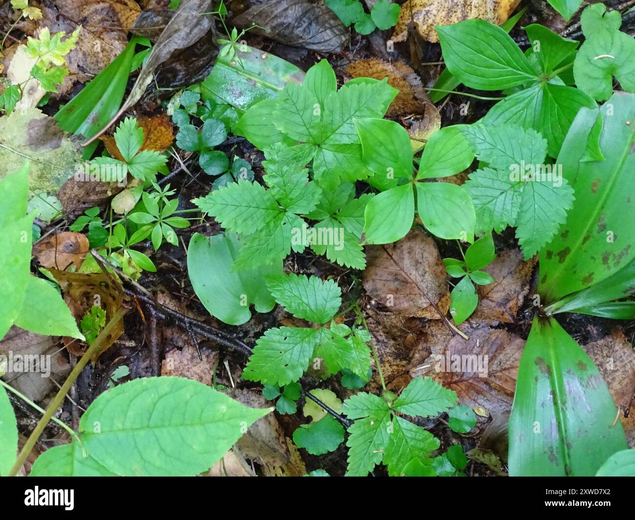 dwarf raspberry (Rubus pubescens) Plantae Stock Photo - Alamy