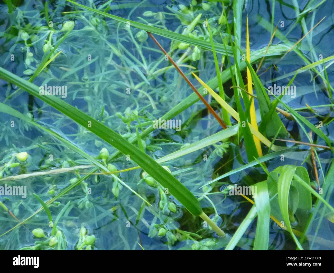 Herbaceous Seepweed (Suaeda maritima) Plantae Stock Photo - Alamy