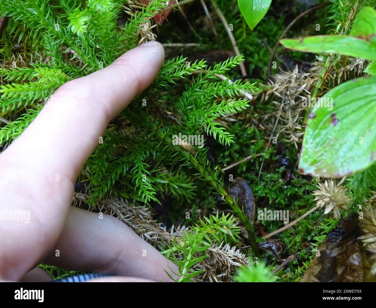 prickly tree-clubmoss (Dendrolycopodium dendroideum) Plantae Stock ...