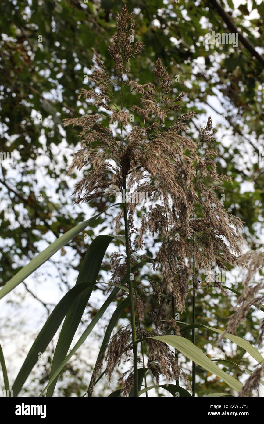 European reed (Phragmites australis australis) Plantae Stock Photo - Alamy
