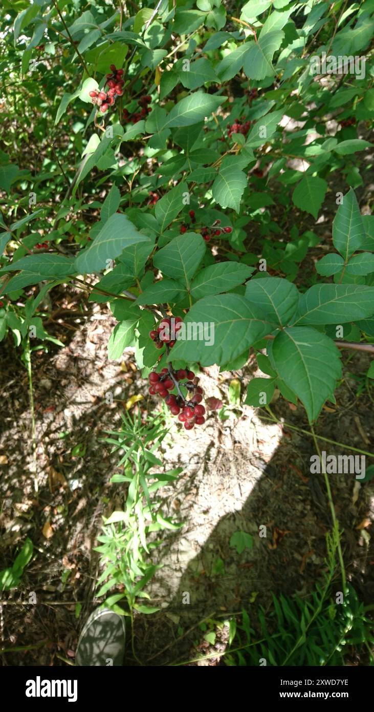 fragrant sumac (Rhus aromatica) Plantae Stock Photo - Alamy