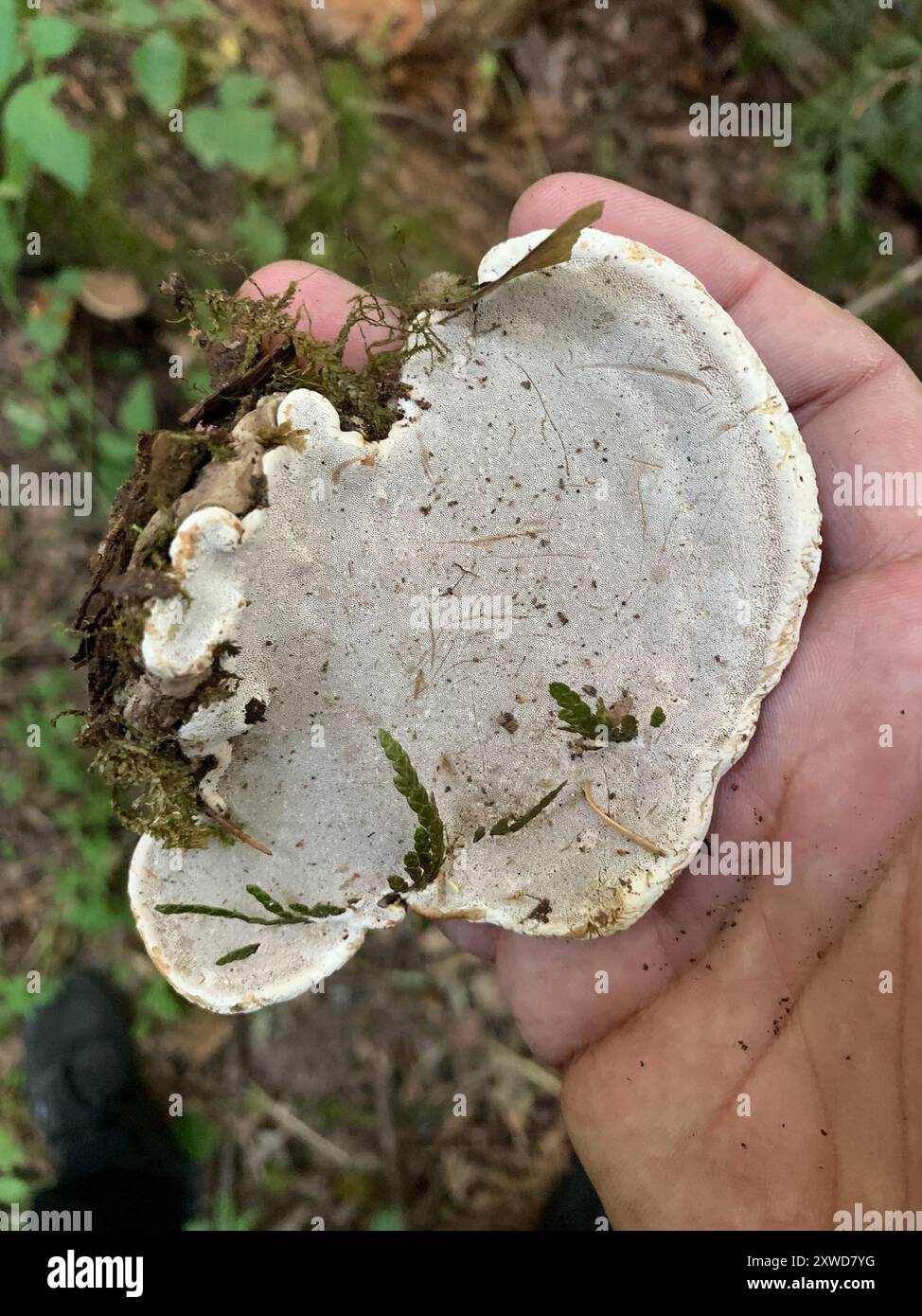 artist's bracket (Ganoderma applanatum) Fungi Stock Photo - Alamy