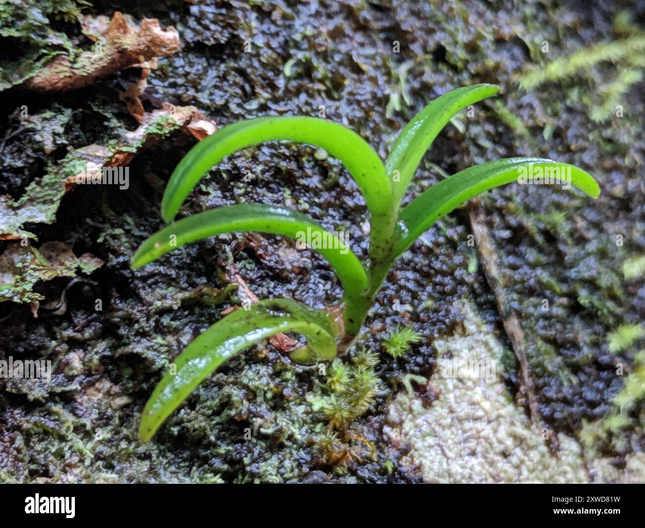 Comet Orchids (Angraecum) Plantae Stock Photo - Alamy