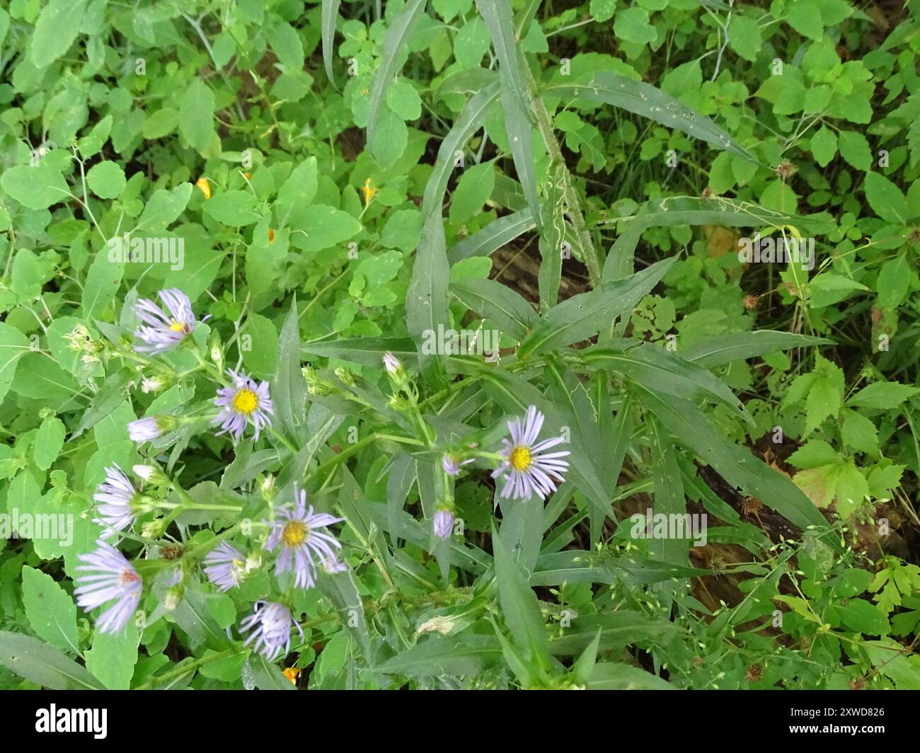 swamp aster (Symphyotrichum puniceum) Plantae Stock Photo - Alamy