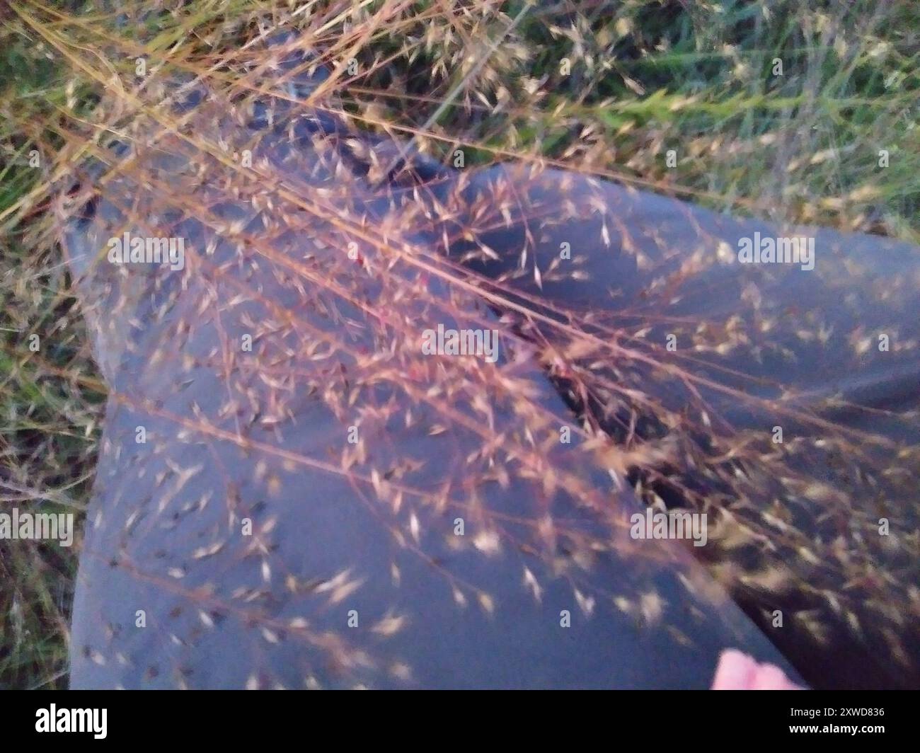 prairie dropseed (Sporobolus heterolepis) Plantae Stock Photo - Alamy