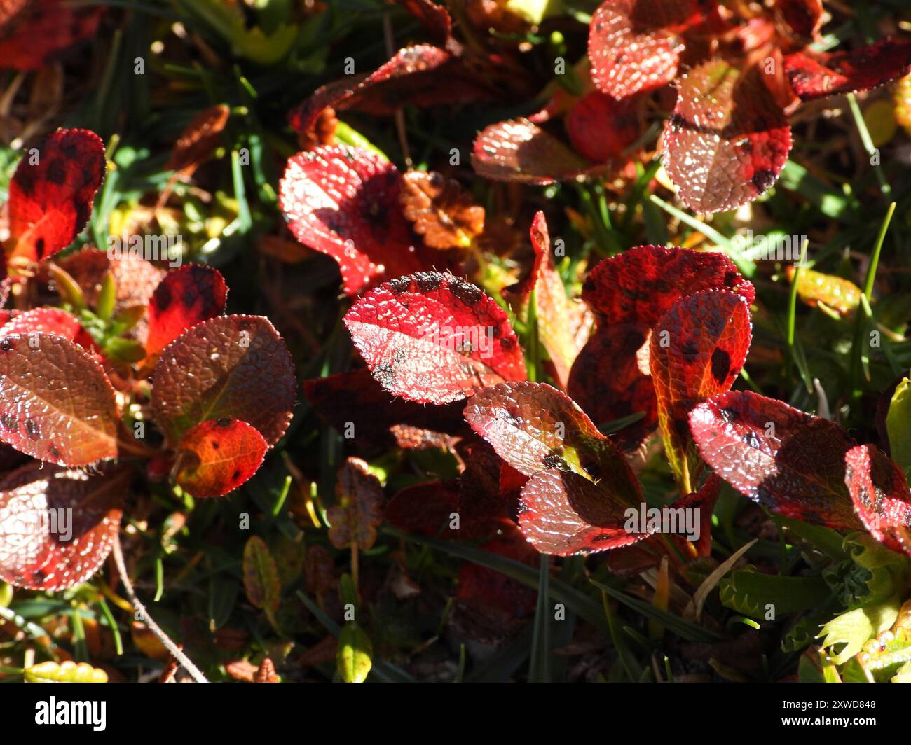 alpine bearberry (Arctous alpina) Plantae Stock Photo - Alamy