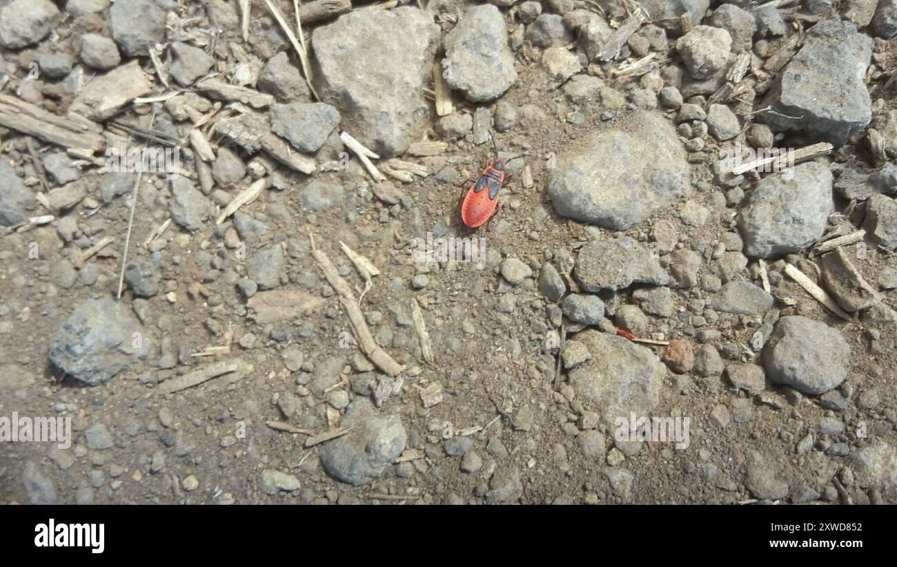 Mediterranean red bug (Scantius aegyptius) Insecta Stock Photo - Alamy