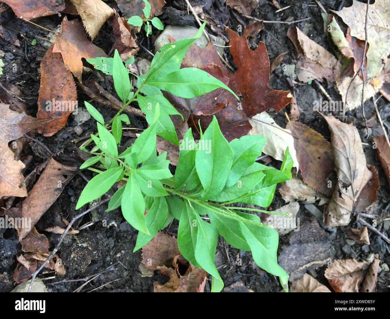 Seneca snakeroot hi-res stock photography and images - Alamy