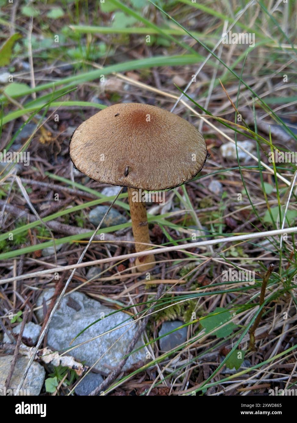 weeping widow (Lacrymaria lacrymabunda) Fungi Stock Photo - Alamy
