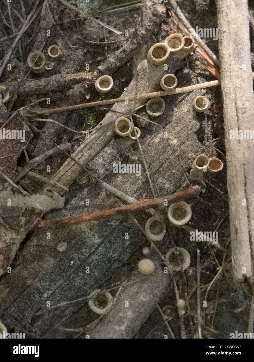 woolly bird's nest fungus (Nidula niveotomentosa) Fungi Stock Photo - Alamy