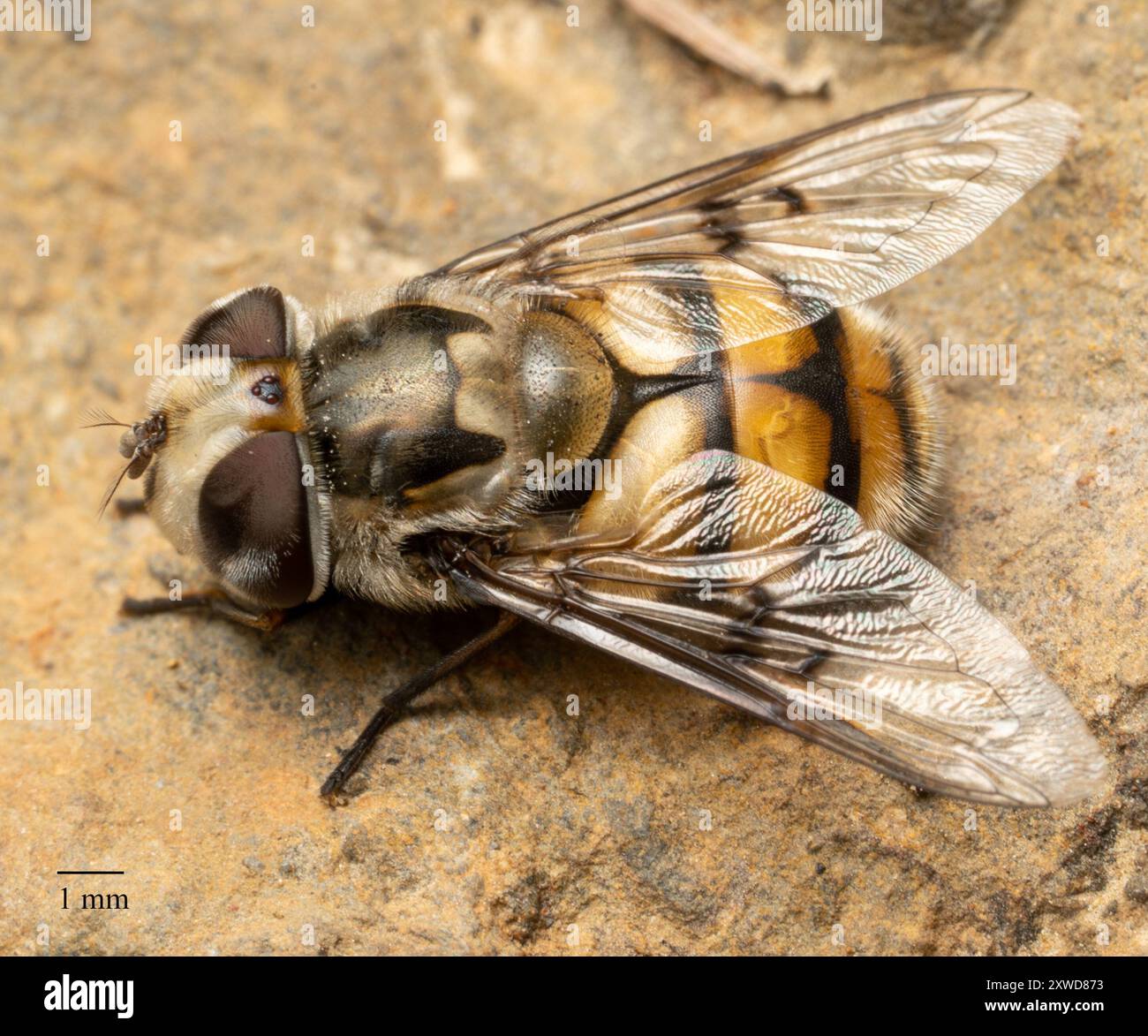 Yellow-spotted Bromeliad Fly (Copestylum avidum) Insecta Stock Photo ...