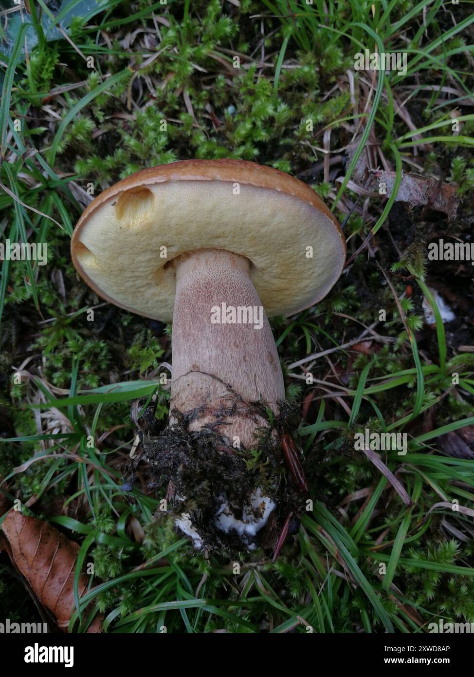 Summer Bolete (Boletus reticulatus) Fungi Stock Photo - Alamy