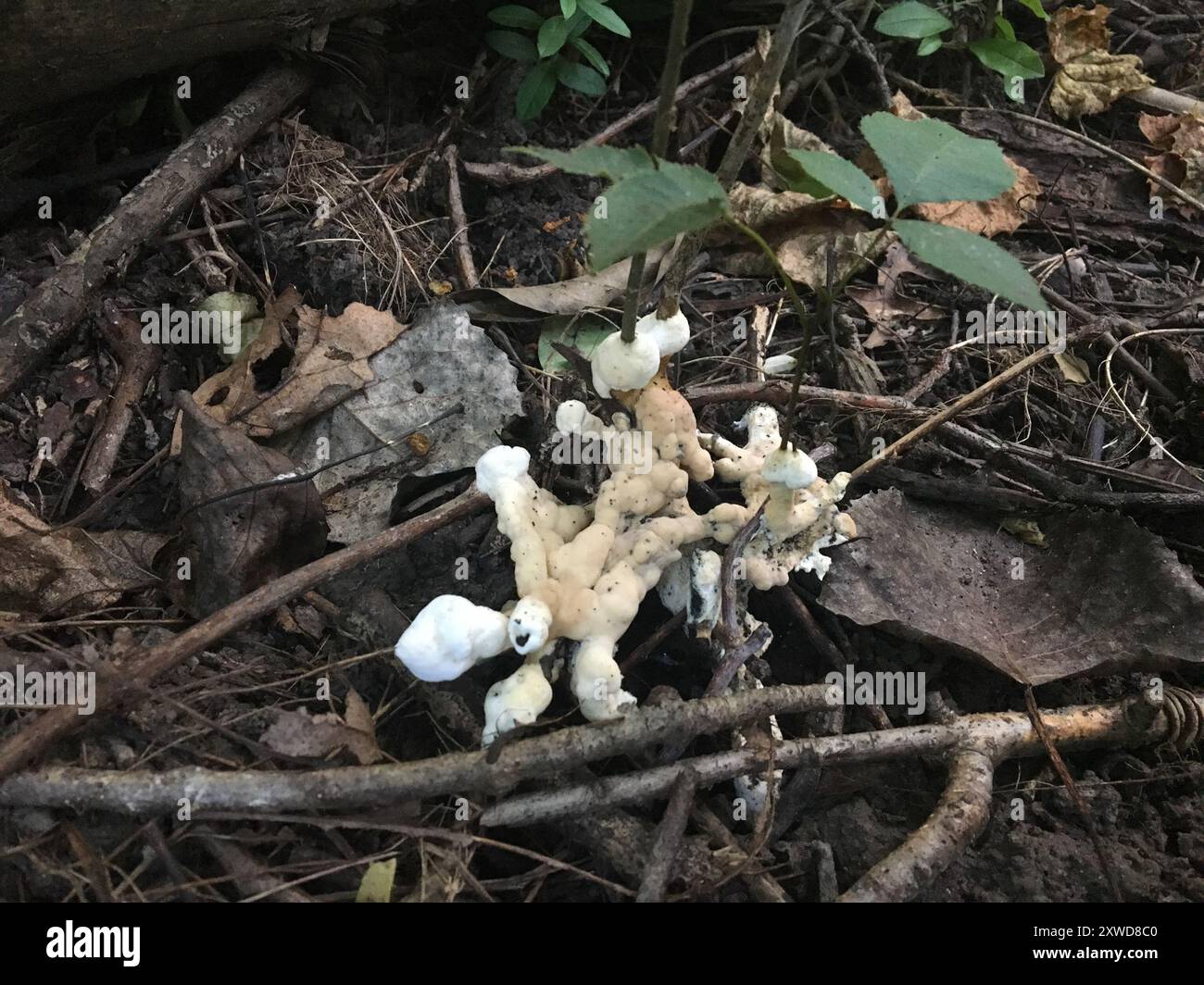 enveloping crust (Sebacina incrustans) Fungi Stock Photo - Alamy