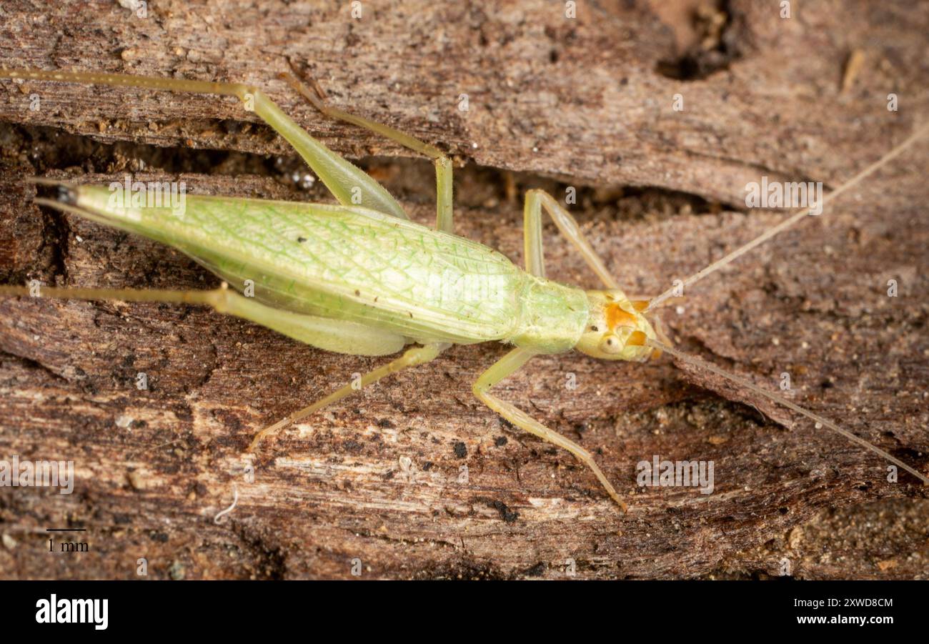 Common Tree Crickets (Oecanthus) Insecta Stock Photo - Alamy