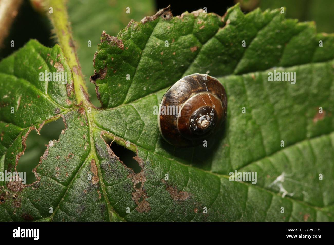 Girdled Snail (Hygromia cinctella) Mollusca Stock Photo - Alamy