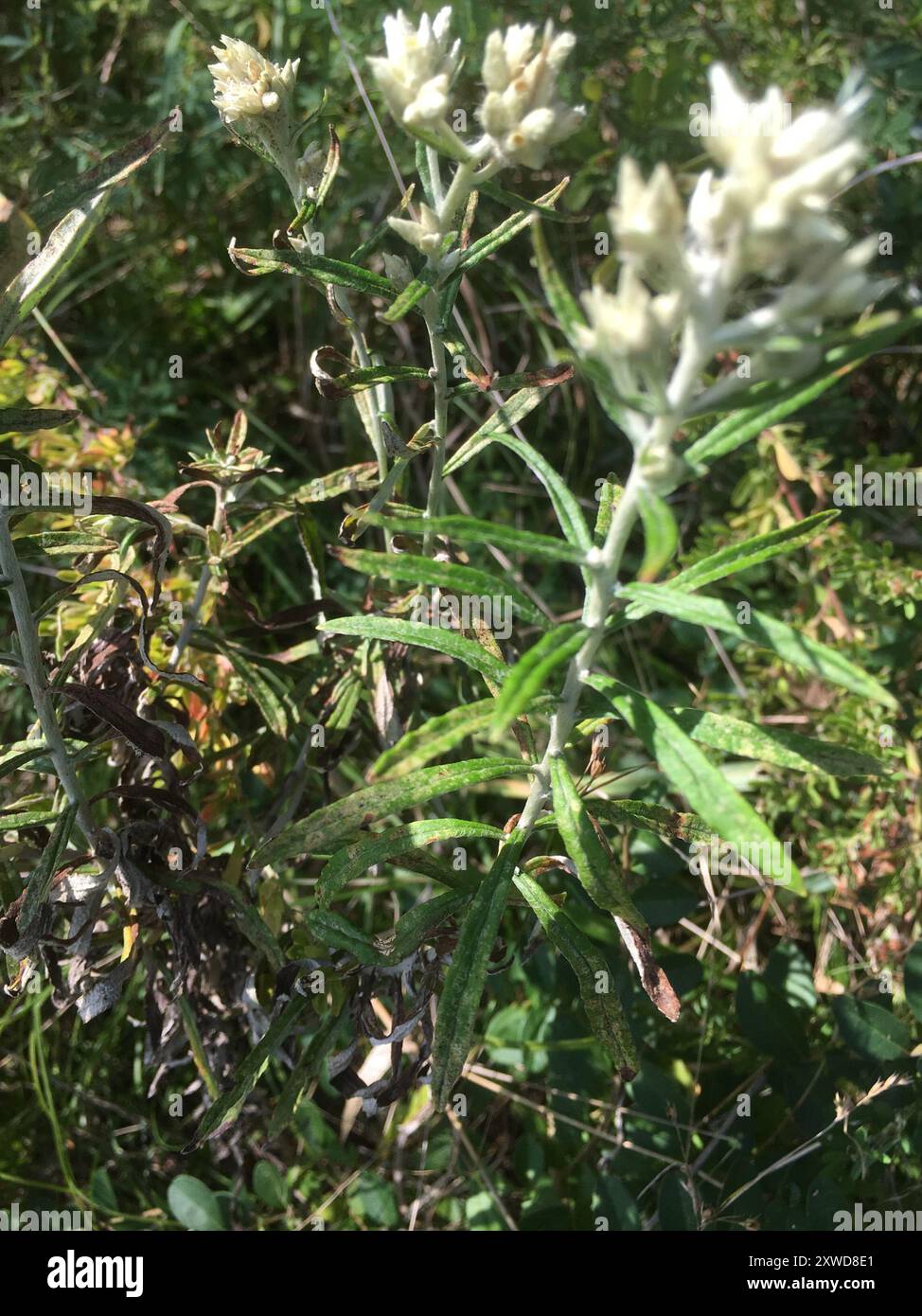 sweet everlasting (Pseudognaphalium obtusifolium) Plantae Stock Photo ...