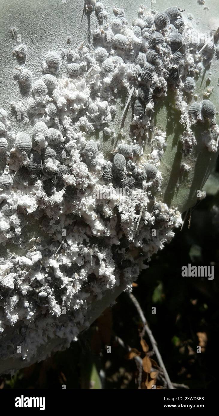 true cochineal bug (Dactylopius coccus) Insecta Stock Photo - Alamy