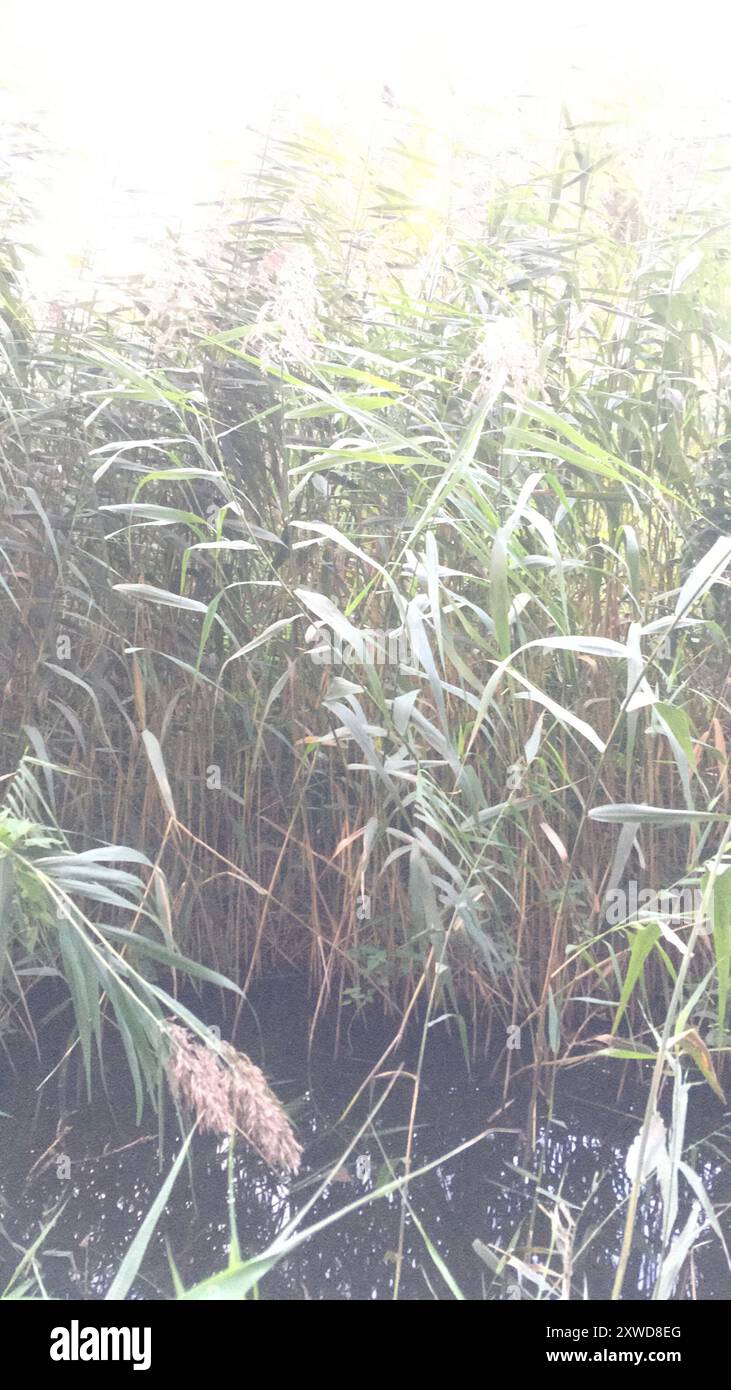 common reed (Phragmites australis) Plantae Stock Photo - Alamy