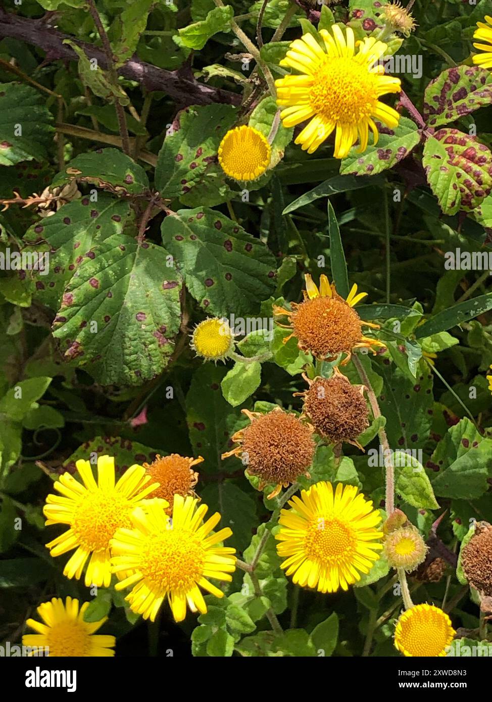 Common Fleabane (Pulicaria dysenterica) Plantae Stock Photo - Alamy