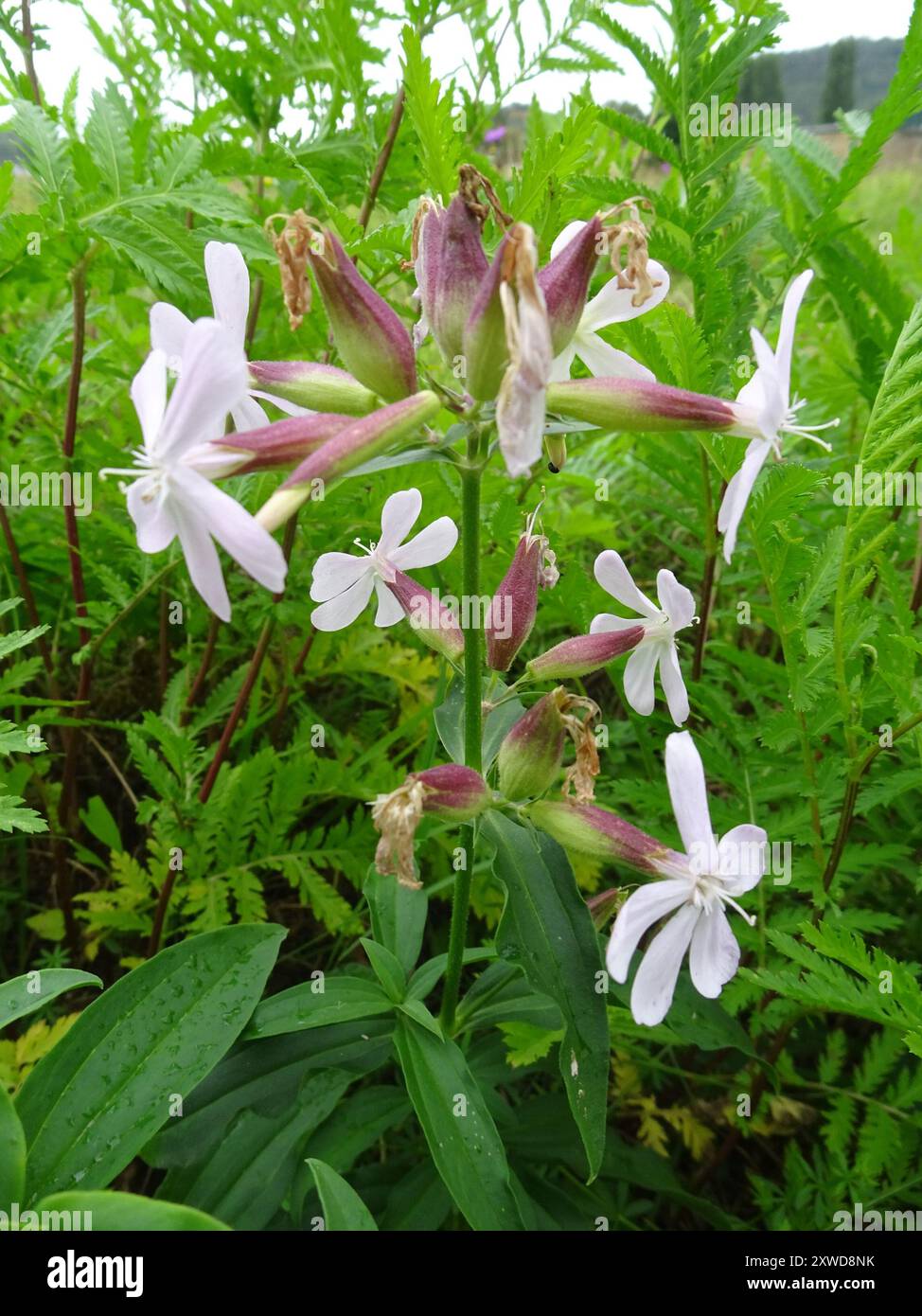 common soapwort (Saponaria officinalis) Plantae Stock Photo - Alamy