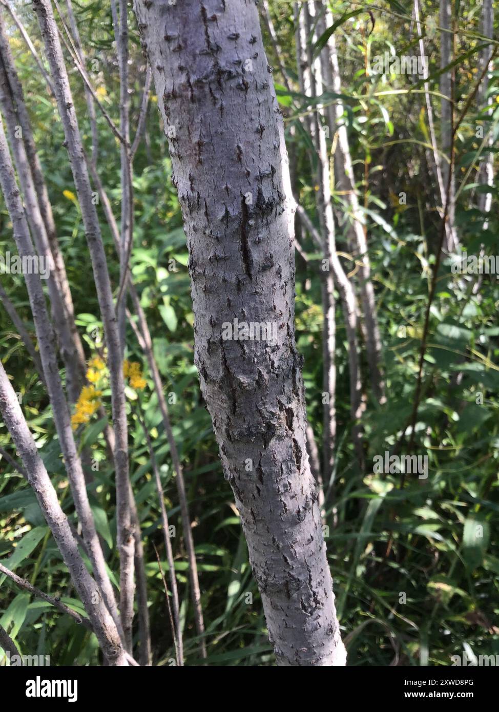 interior sandbar willow (Salix interior) Plantae Stock Photo - Alamy