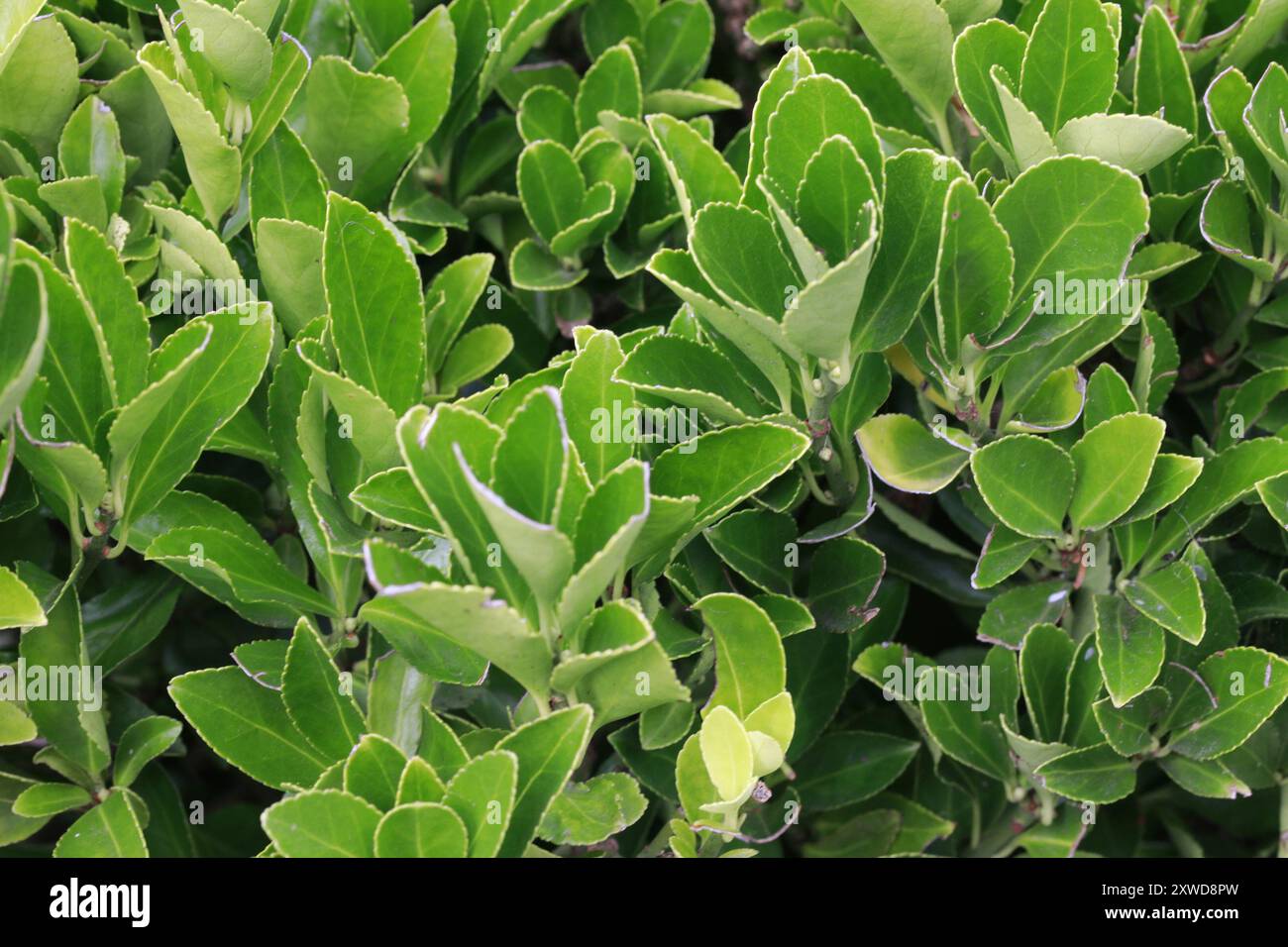 Japanese spindle tree (Euonymus japonicus) Plantae Stock Photo - Alamy